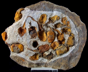 SpiriferMinerals.com - minerals specimens, mineral specimens, minerals ...